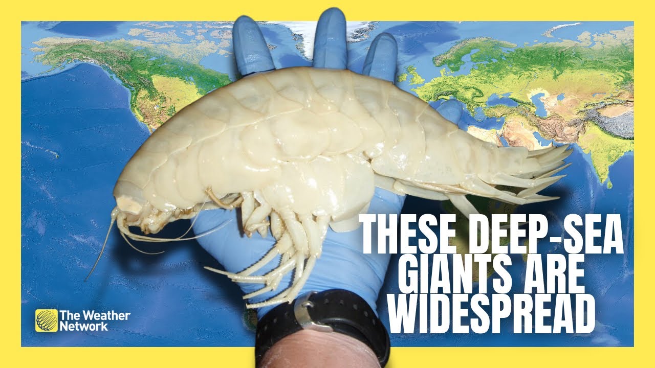 This Deep-Sea ‘Alien’ Lurks in More Than Half the Ocean - YouTube