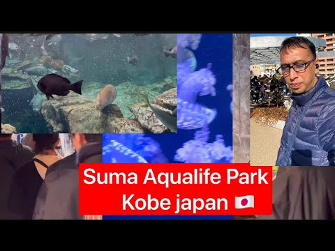 Suma park kobe Japan 🇯🇵 Suma Aqualife Park Kobe's most famous aquarium🐬 ...