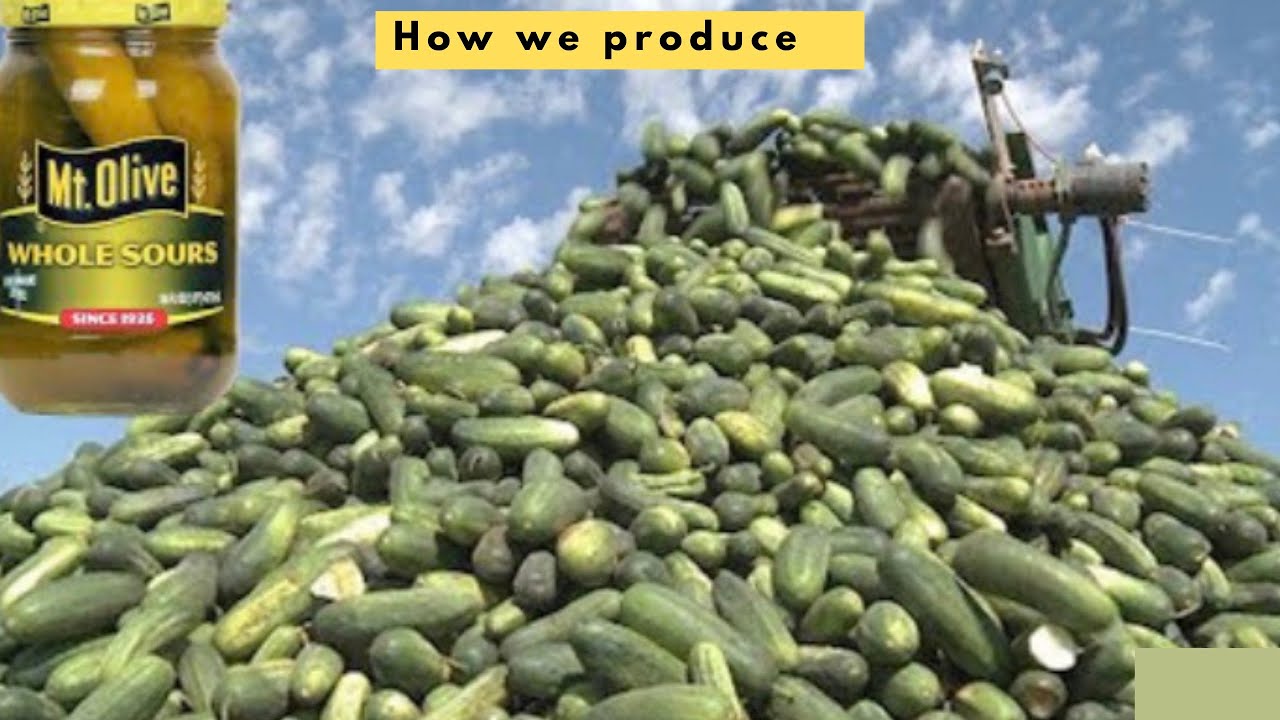 Million Dollar Pickles Processing Factory- Modern Growing Cucumber ...