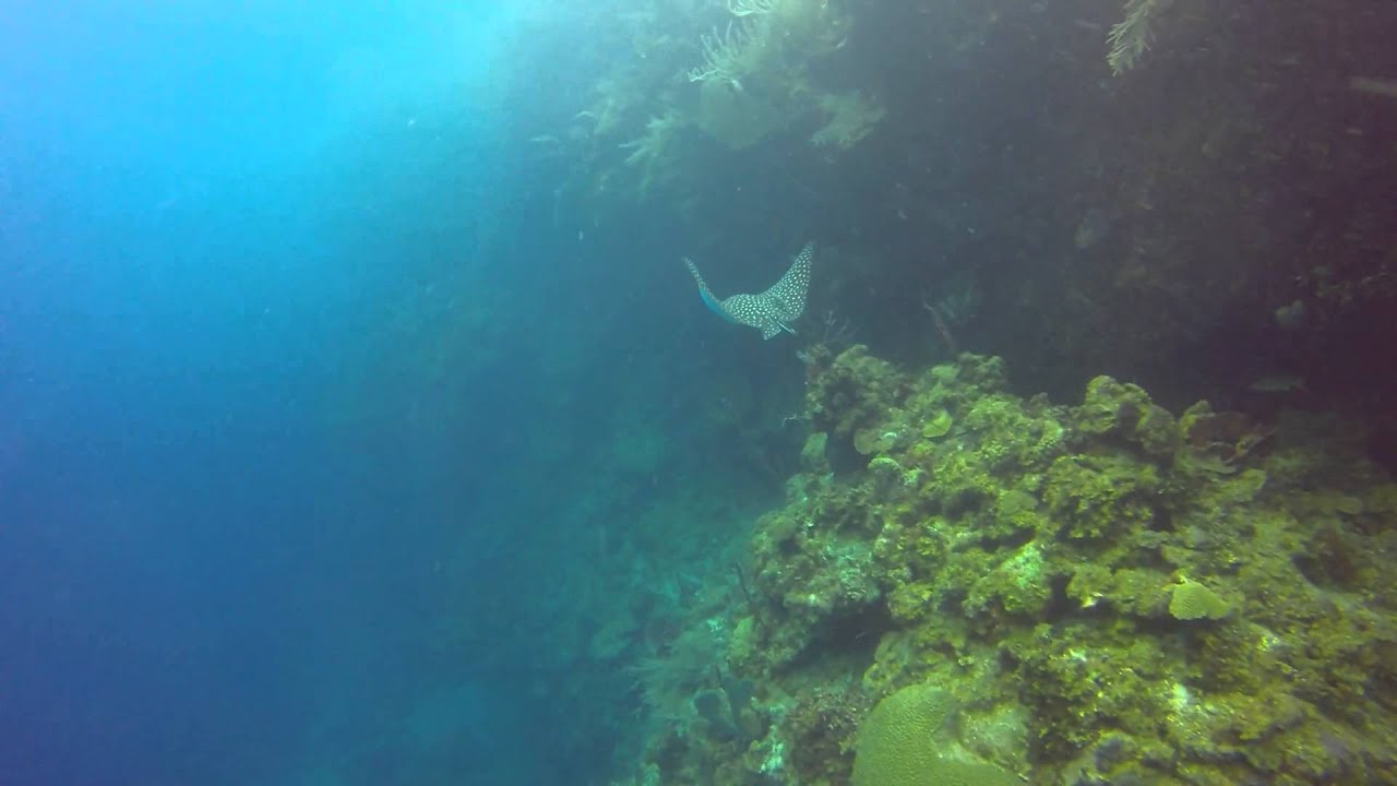 Spotted Eagle Ray - Roatán, Honduras - YouTube