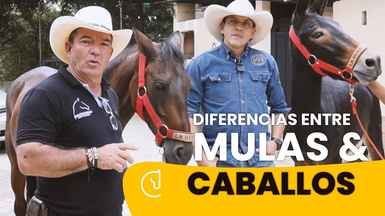 Diferencias entre MULAS & CABALLOS - Jaime Taborda - YouTube