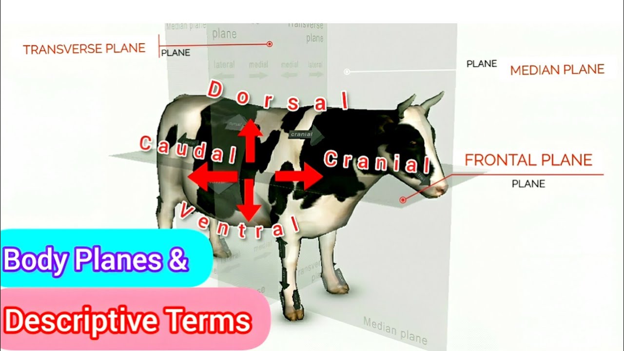Veterinary Anatomy Terminology Basics (vet school) - YouTube