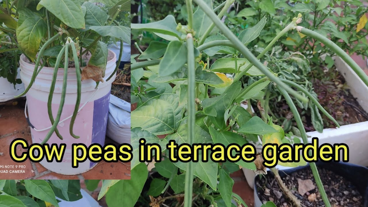 How to grow cow peas in terrace garden? thattapayaru or kaaramani in ...