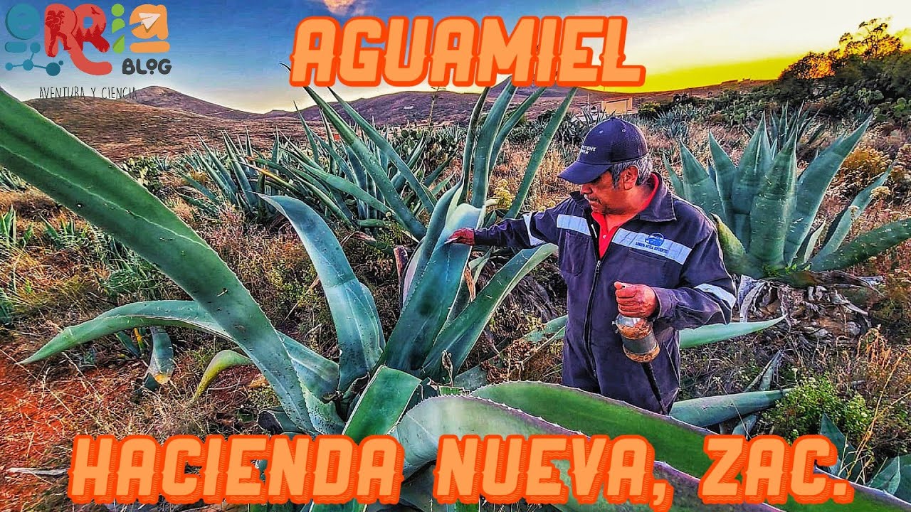 Aprendan a Capar un Maguey para sacar Aguamiel en Hacienda Nueva ...