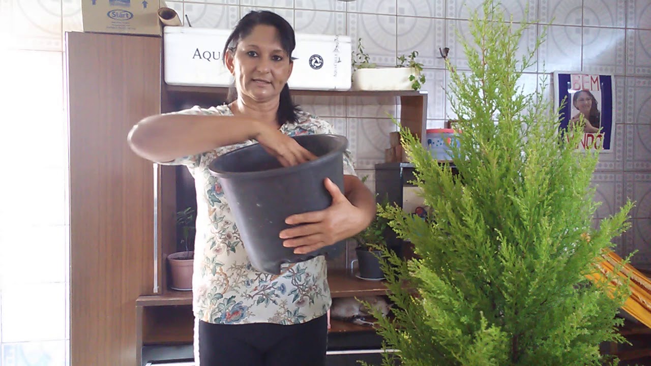 Pinheiro (Tuia holandesa) - YouTube