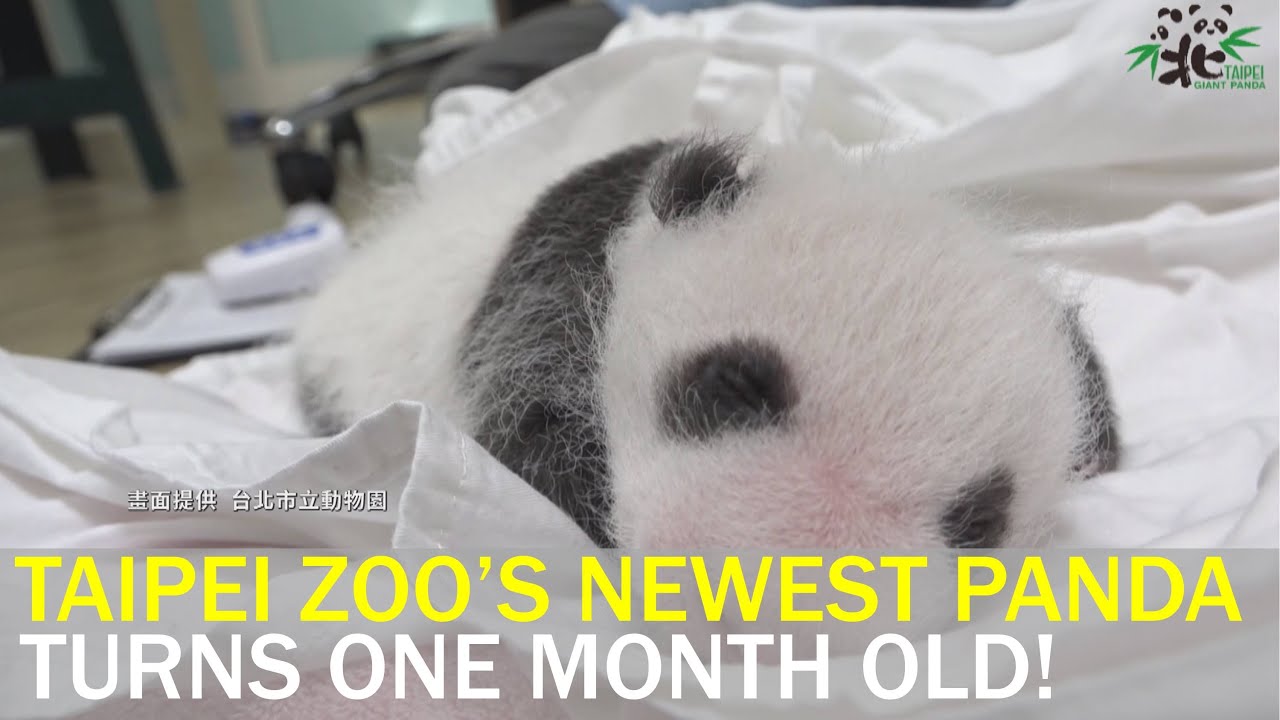 Taipei Zoo’s baby panda turns one month old! | Taiwan News | RTI - YouTube