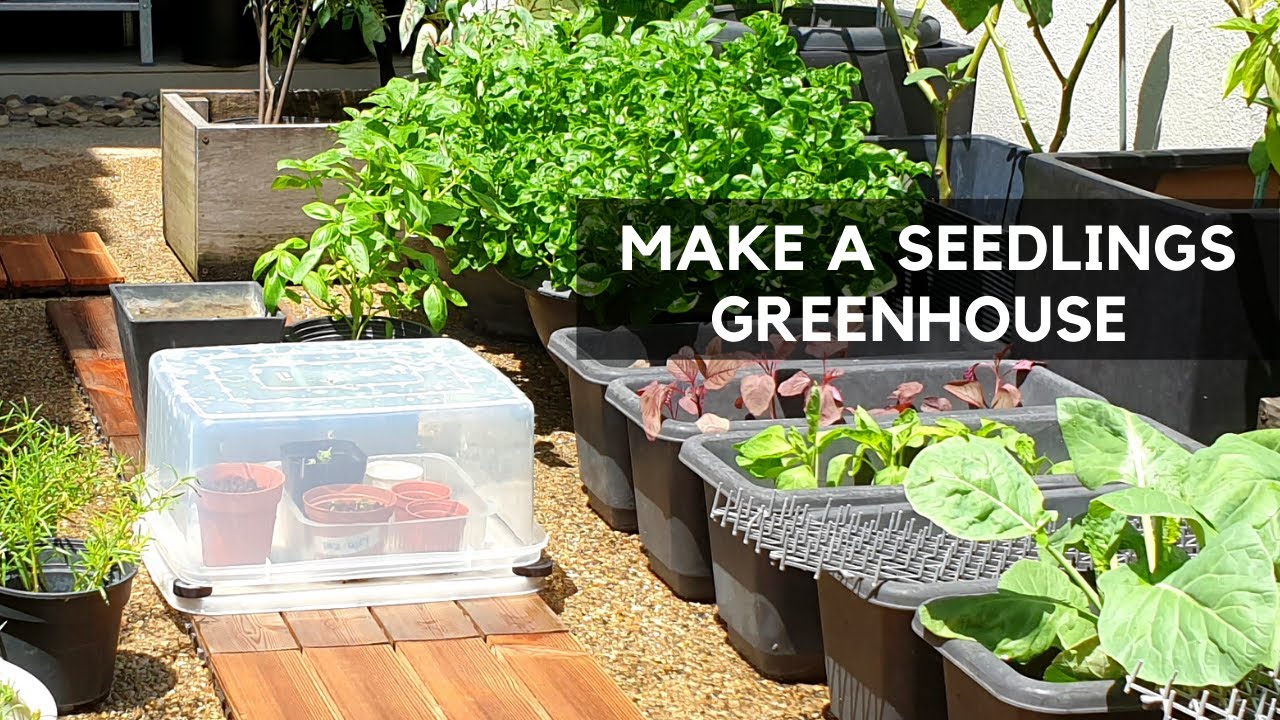 SEEDLINGS GREENHOUSE COVER | Simple DIY to protect and cover baby ...