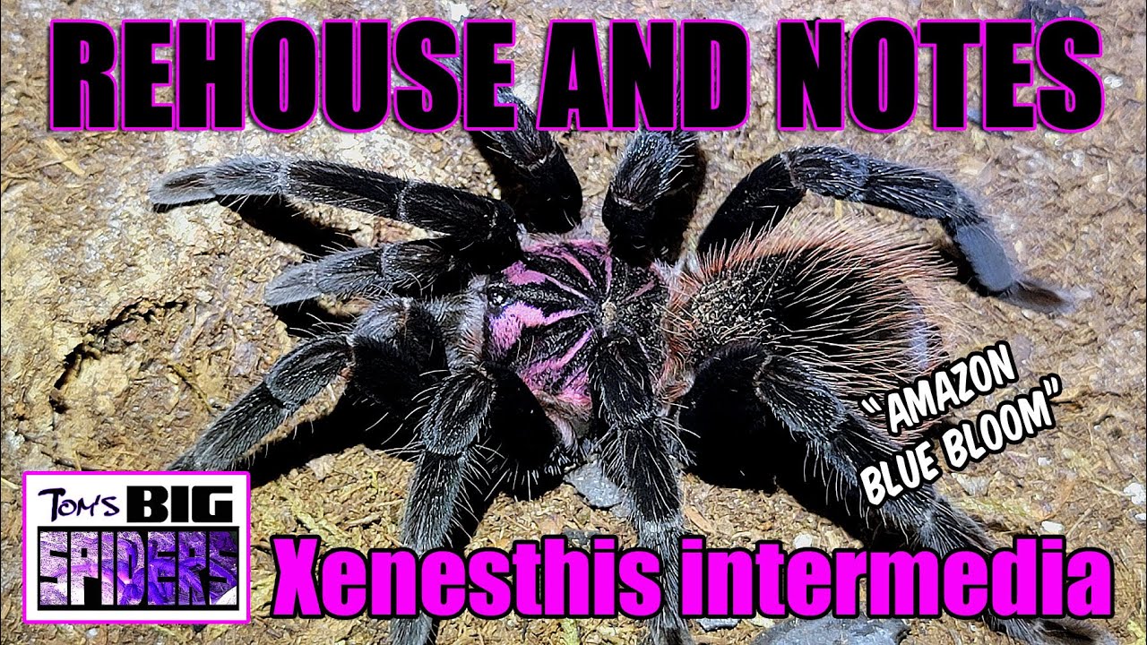 Xenesthis intermedia "Amazon Blue Bloom" Update - YouTube