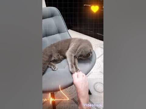 😺☀️Пушистое счастье😺☀️ЗаМУРчательный кот Феликс😺☀️☀️☀️☀️☀️☀️ - YouTube