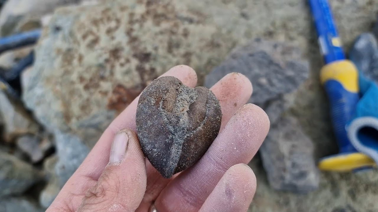 Isle of wight fossil hunt day 2 Saint Catherine's point - YouTube
