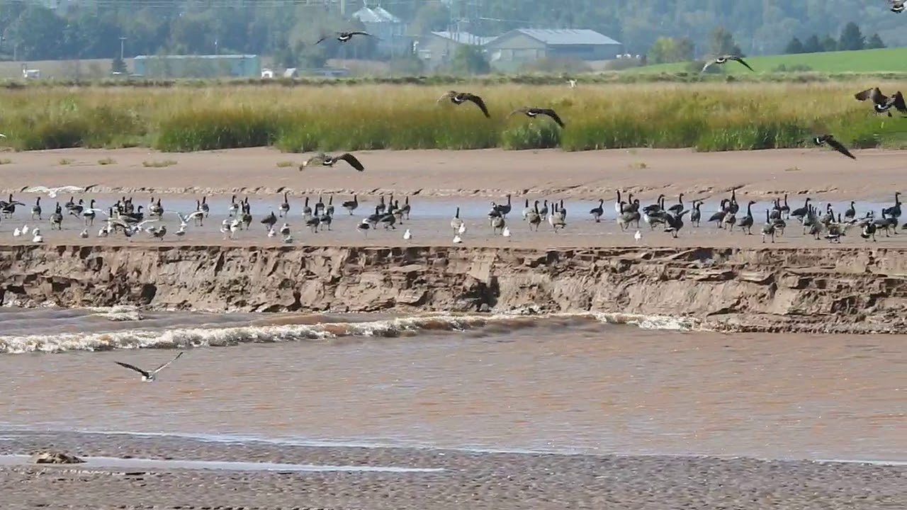 Tidal Bore at Truro - YouTube