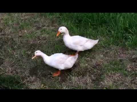 Házi kacsa - YouTube
