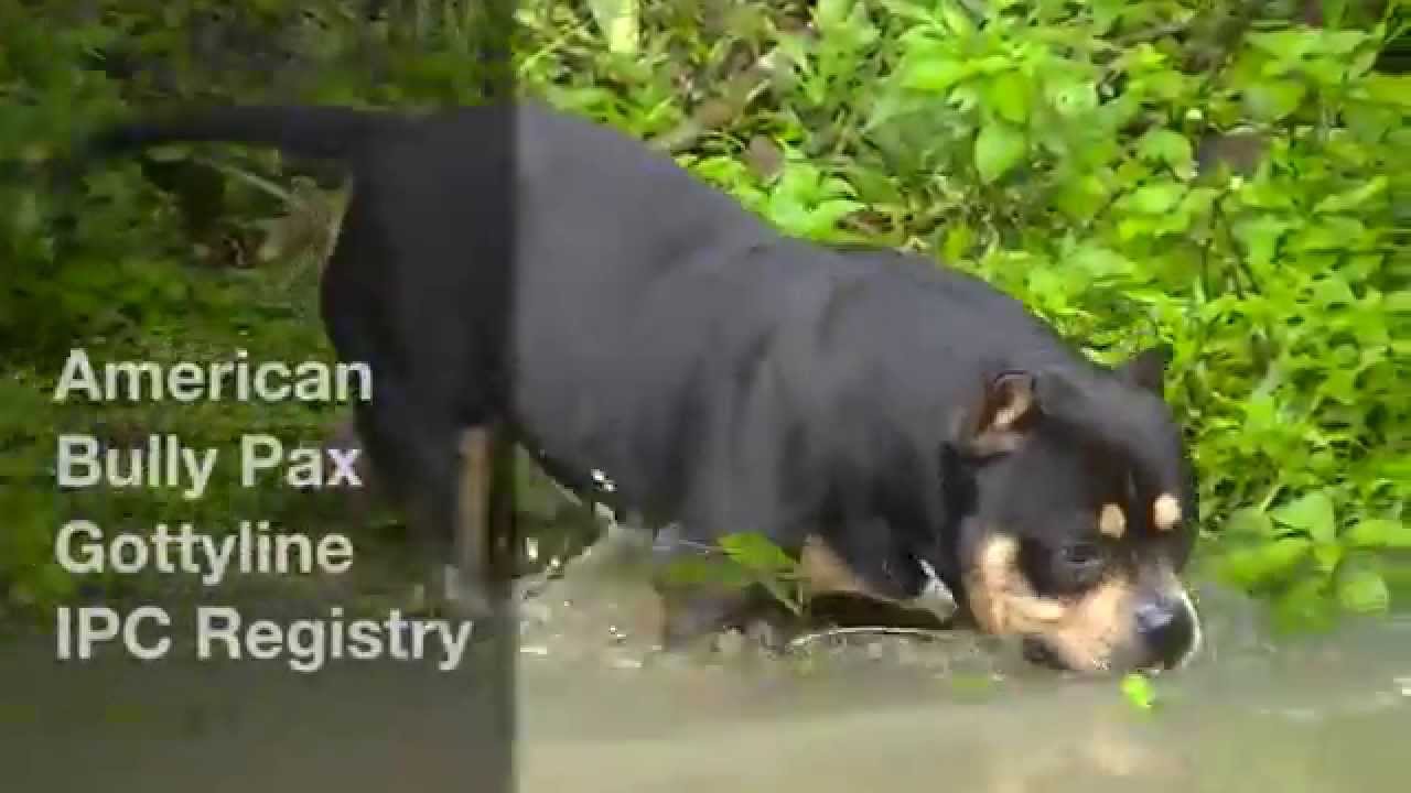 American Bully Pack in Jungle PAX Gottyline IPC Pitbull International ...