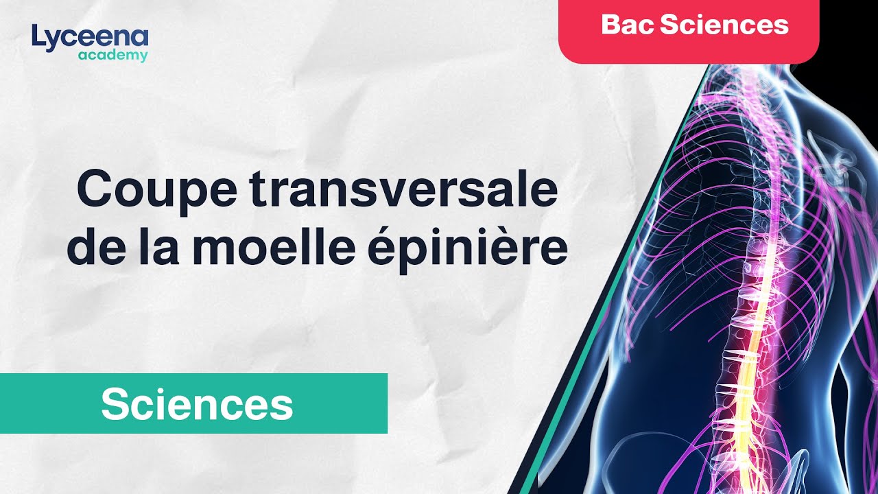 Bac Sciences | SVT | Coupe transversale de la moelle épinière - YouTube