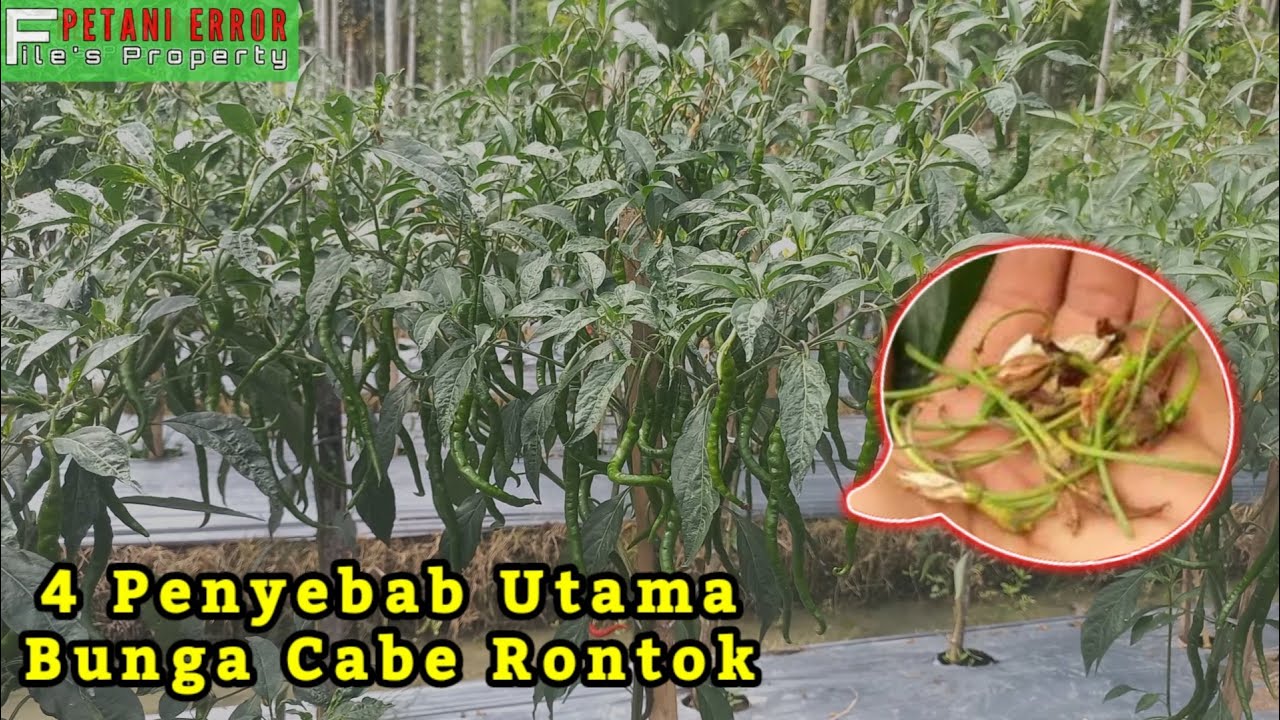 ‼️Kenali 4 Penyebab Bunga Cabe Rontok - YouTube