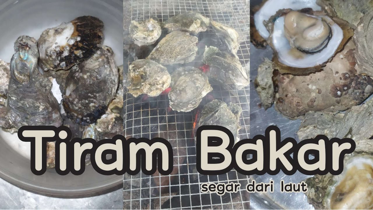 Tiram Bakar Segar Dari Laut - YouTube