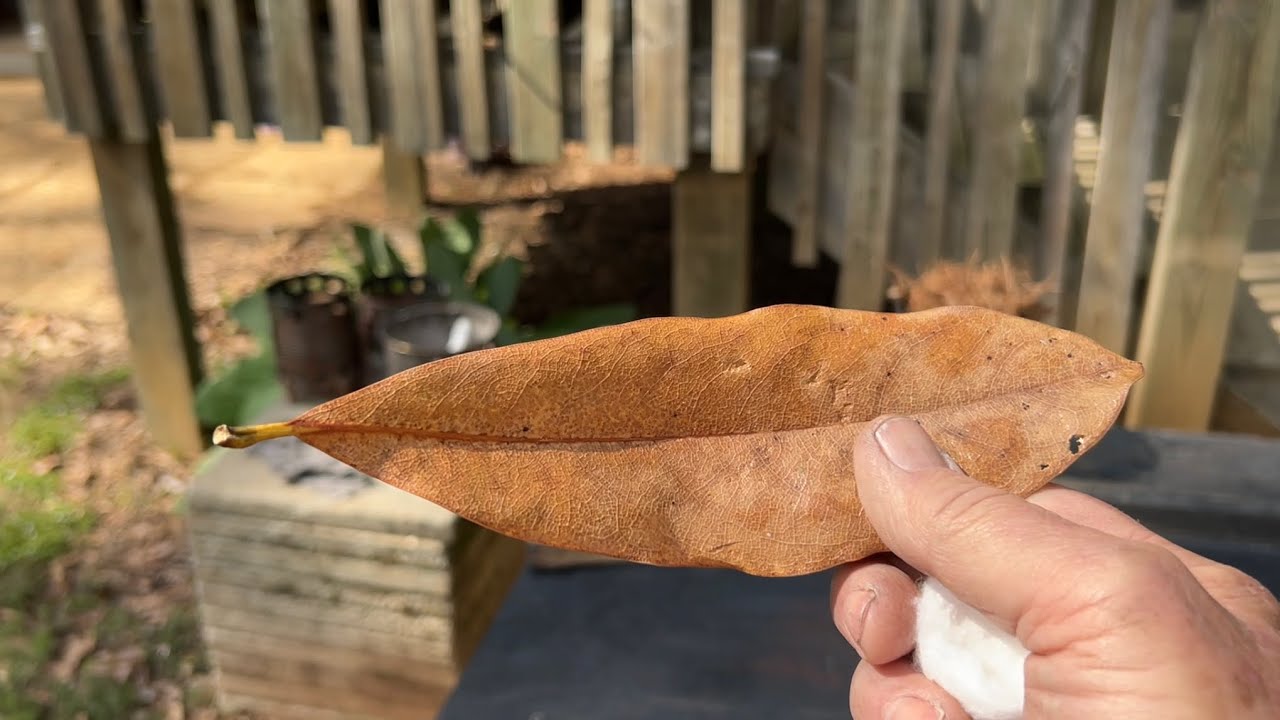 How To Fire Roll A Magnolia Leaf (no edits) - YouTube