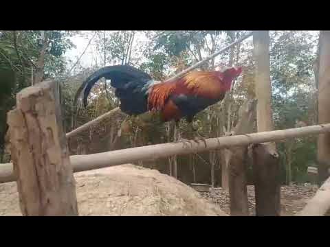 Qaib tuaj zoo - YouTube