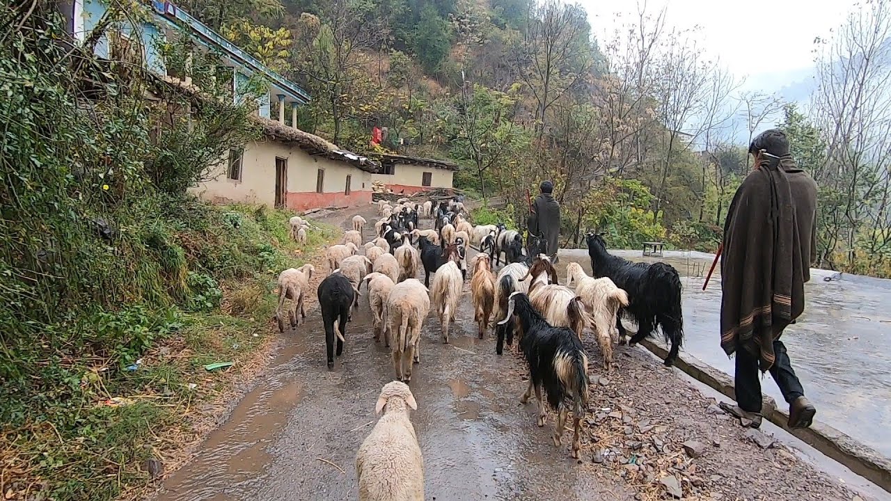 Bakarwal people traveling in Kashmir | nomadic people - YouTube
