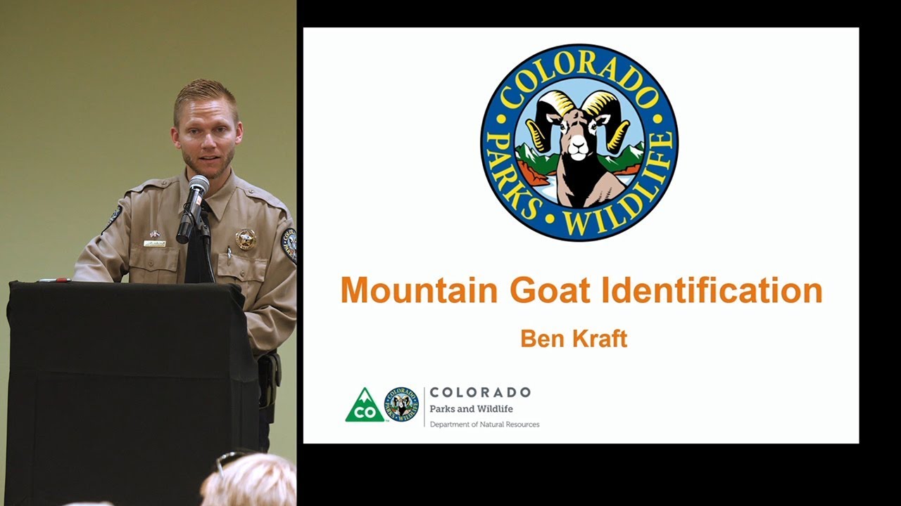 Colorado Hunting Tips: 'How to ID Mountain Goats' - YouTube