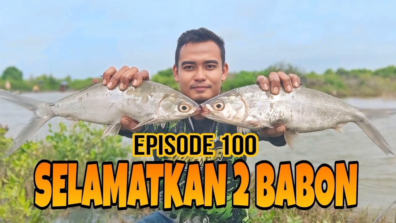 MABAR BANDENG SERANG BANTEN BABON BERHASIL LANDED - YouTube