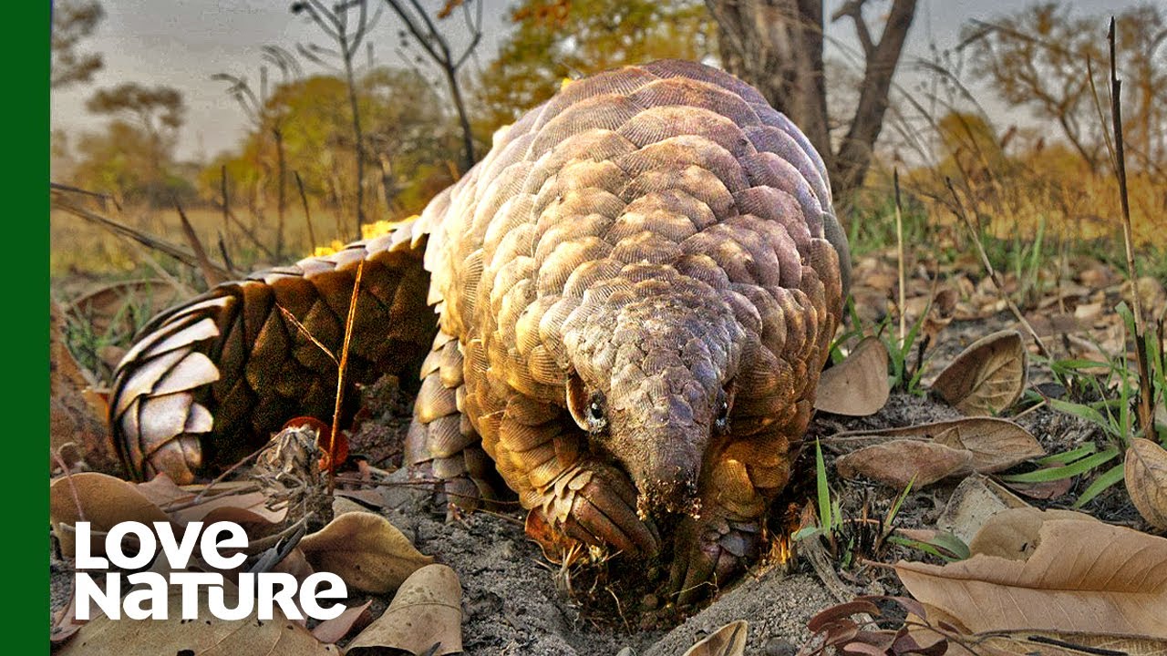 This 3-Legged Pangolin Learning to Walk Will Give You Hope | Malawi ...