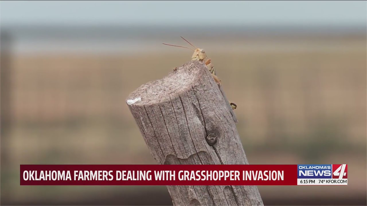 Oklahoma farmers dealing with grasshopper invasion - YouTube