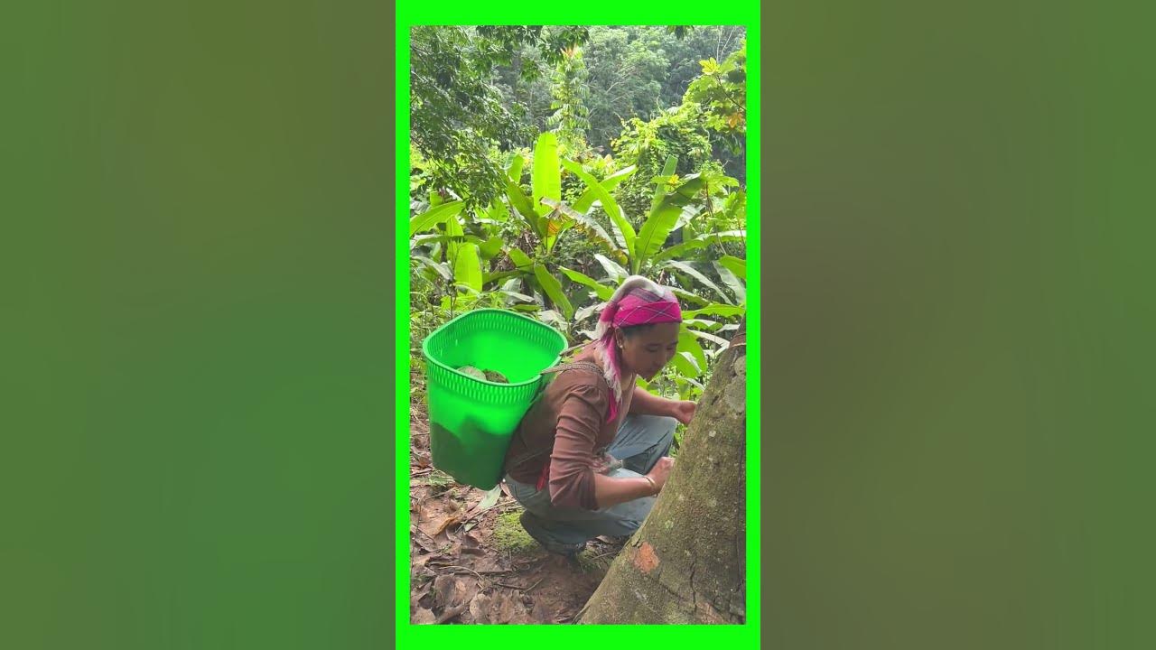 TECHNIQUE OF SCRAPING THE BARK TO RECEIVE TREE SAP PART 26 #caosu #coconut - YouTube