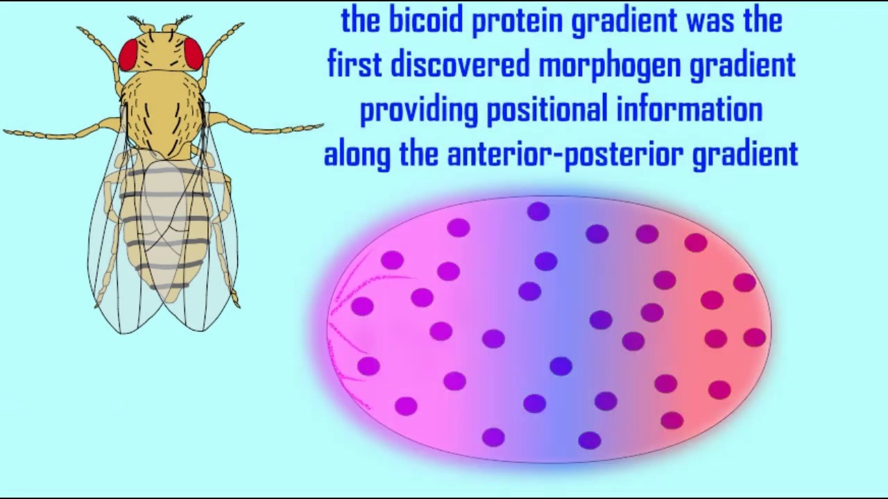 the bicoid gene in Drosophila embryos - YouTube