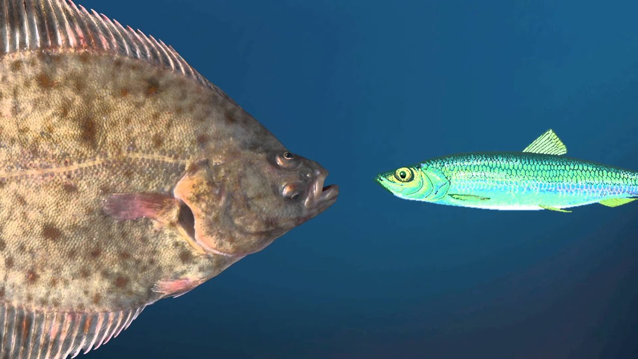 Die Flunder und der Harung (In einen Harung jung und schlank) Chords ...