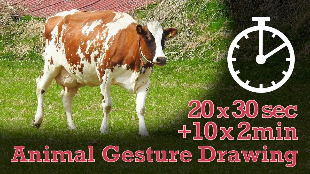 Animal Drawing References #209 - 20x30s +10x2min poses - Dairy Cow ...