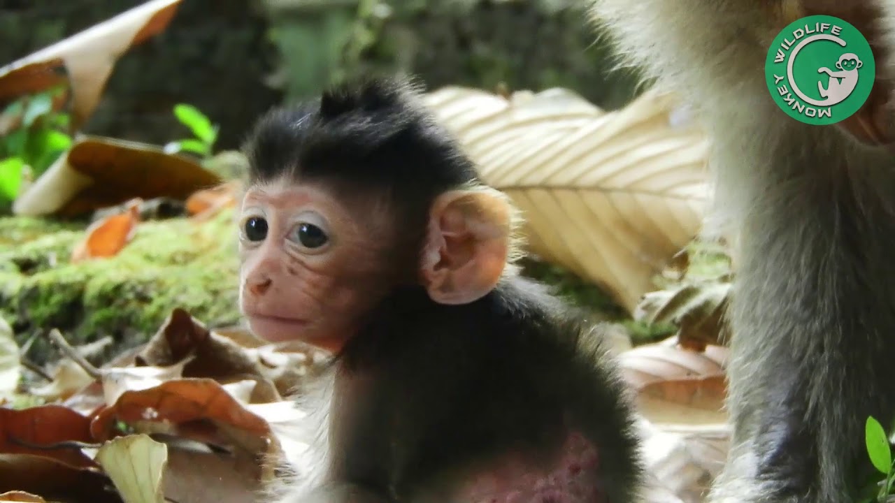 Spaz baby monkey learning to walk that look lovely - YouTube