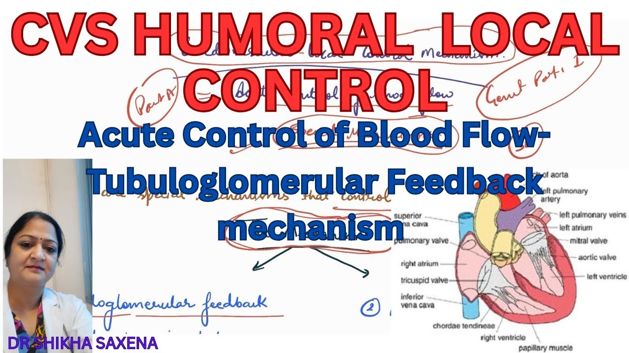 CVS HUMORAL regulation- Local Control- Acute control of Blood flow ...