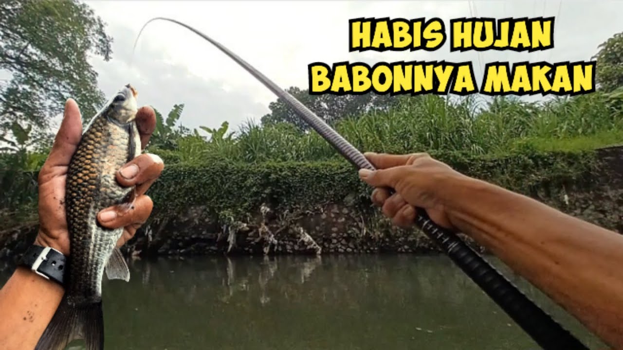 🟡Sambaran melem babon sehabis hujan || mancing ikan melem @TKM78 - YouTube