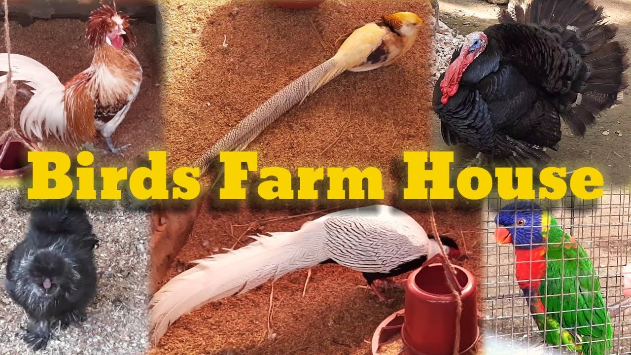 Birds Farm House I Biggest Birds Farm in Tripura I Narayanpur I - YouTube