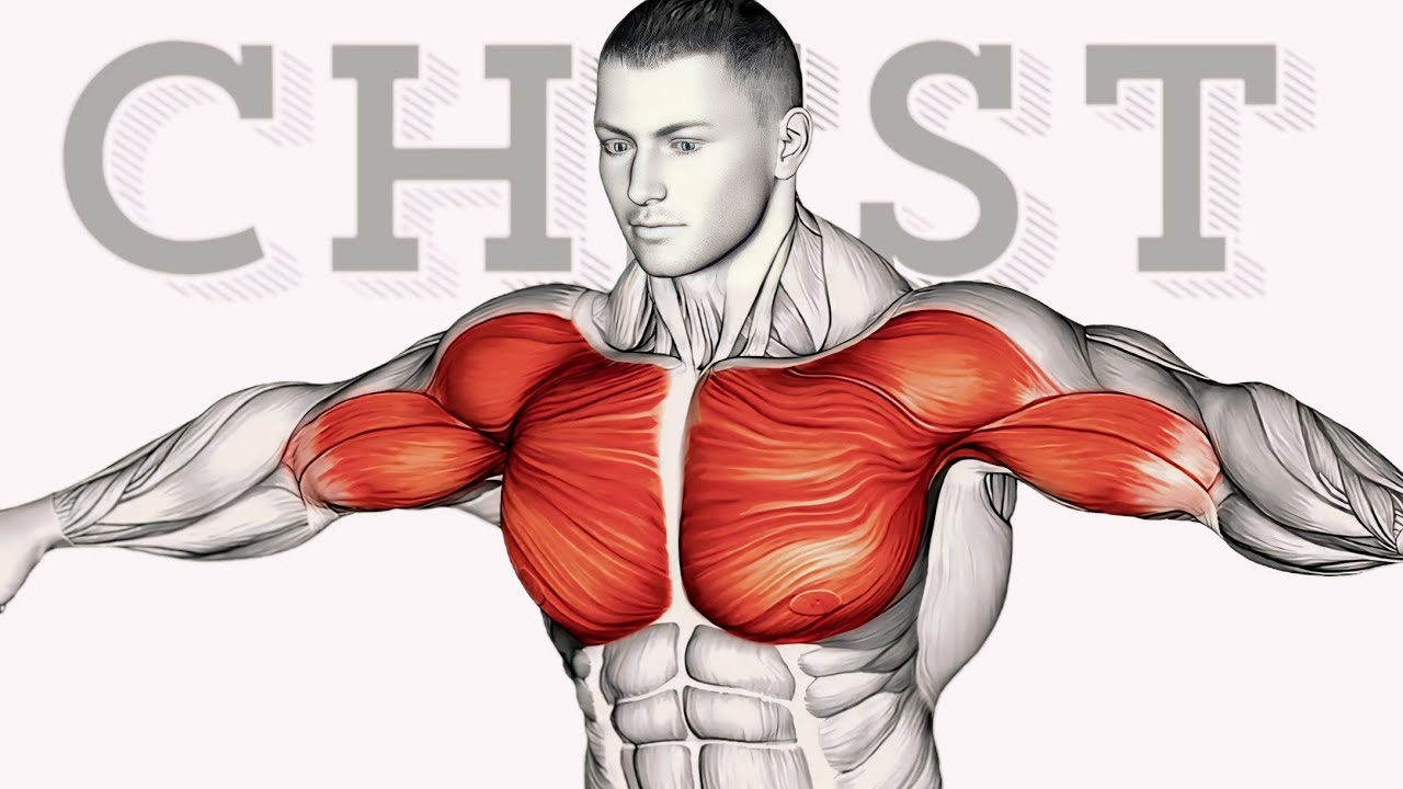 Build a Powerful Chest at Home: Best Beginner Exercises for Shapely ...
