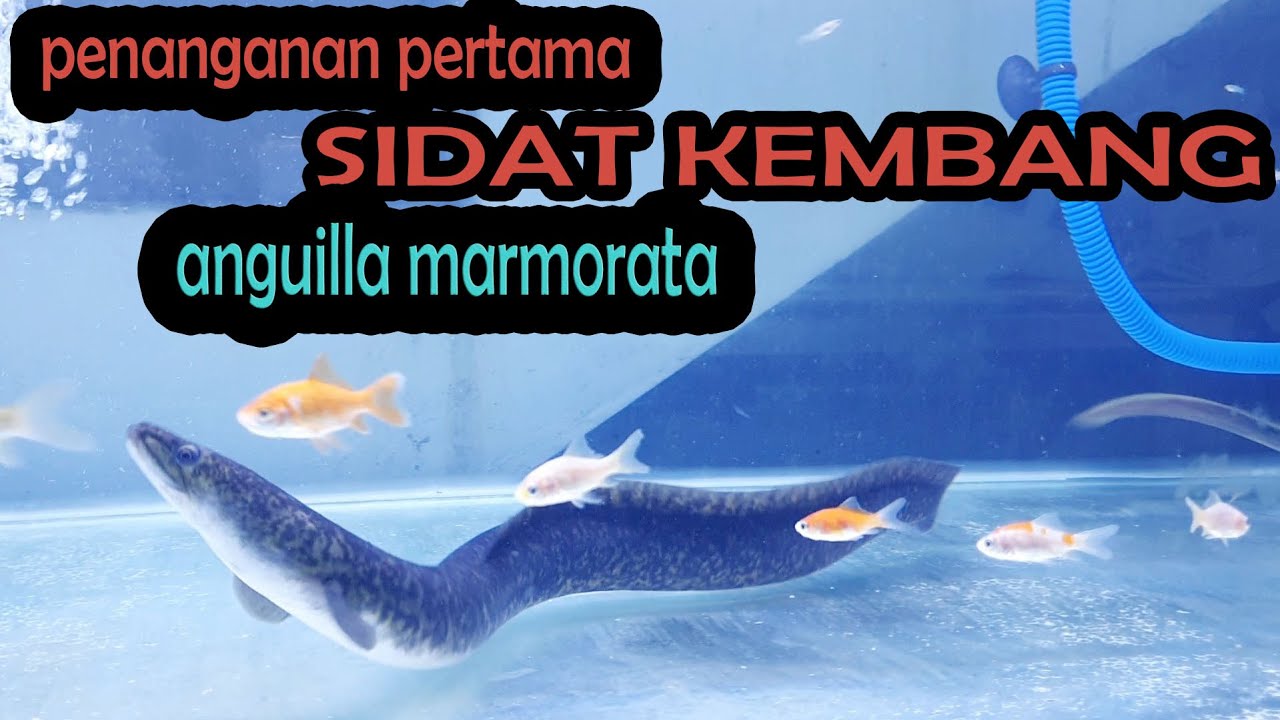 jenis ikan sidat - ANGUILLA MARMORATA (Penanganan pertama masuk tank ...