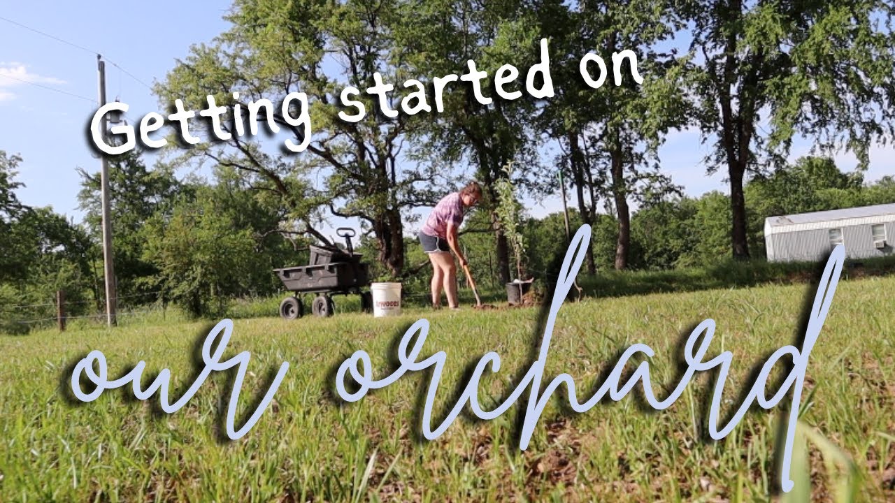 Starting an orchard! | planting a few apple trees - YouTube