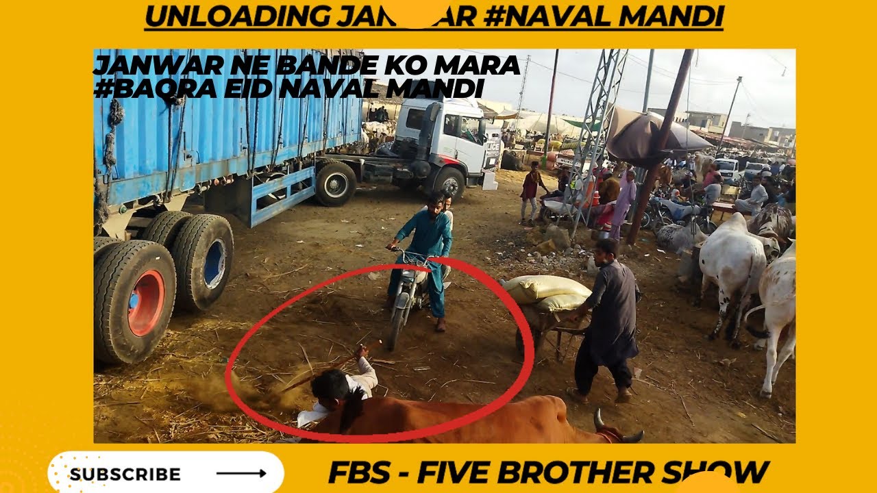 UNLOADING JANWAR Krte hoe Janwar Ne mara Chacha Ko| NAVAL MANDI | BAQRA ...