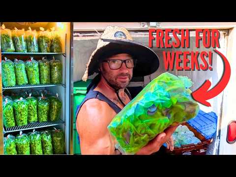 How I Store Vegetables On a Small Farm (Fridges, Totes, And Secrets)