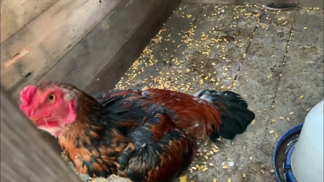 Update kuv cov qaib ua si - YouTube