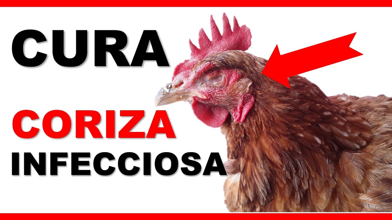 🐓Como curar enfermedad de CORIZA INFECCIOSA en pollos - YouTube