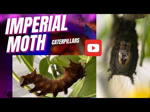 What To Feed Imperial Moth Caterpillars