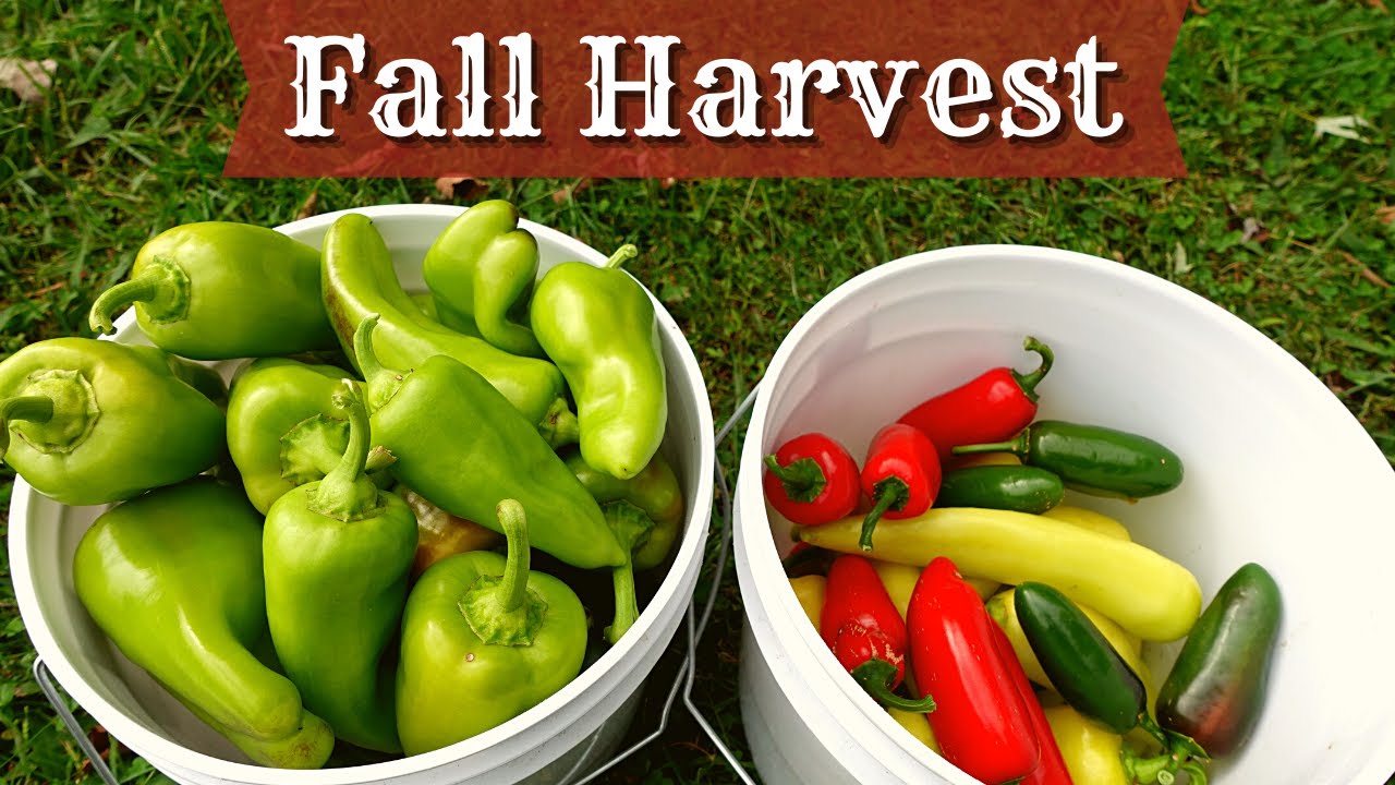 Fall Harvest | Harvesting Peppers | Growing Popcorn | Harvesting ...