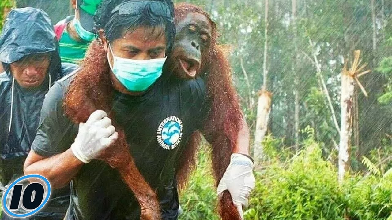 What Animals Are Going Extinct In The Amazon Rainforest Escons what-animals-are-going-extinct-in-the-amazon-rainforest-escons