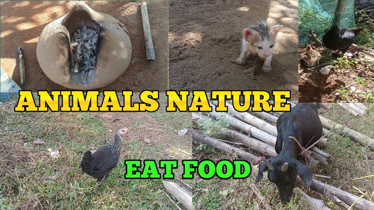 animals nature eat food - YouTube