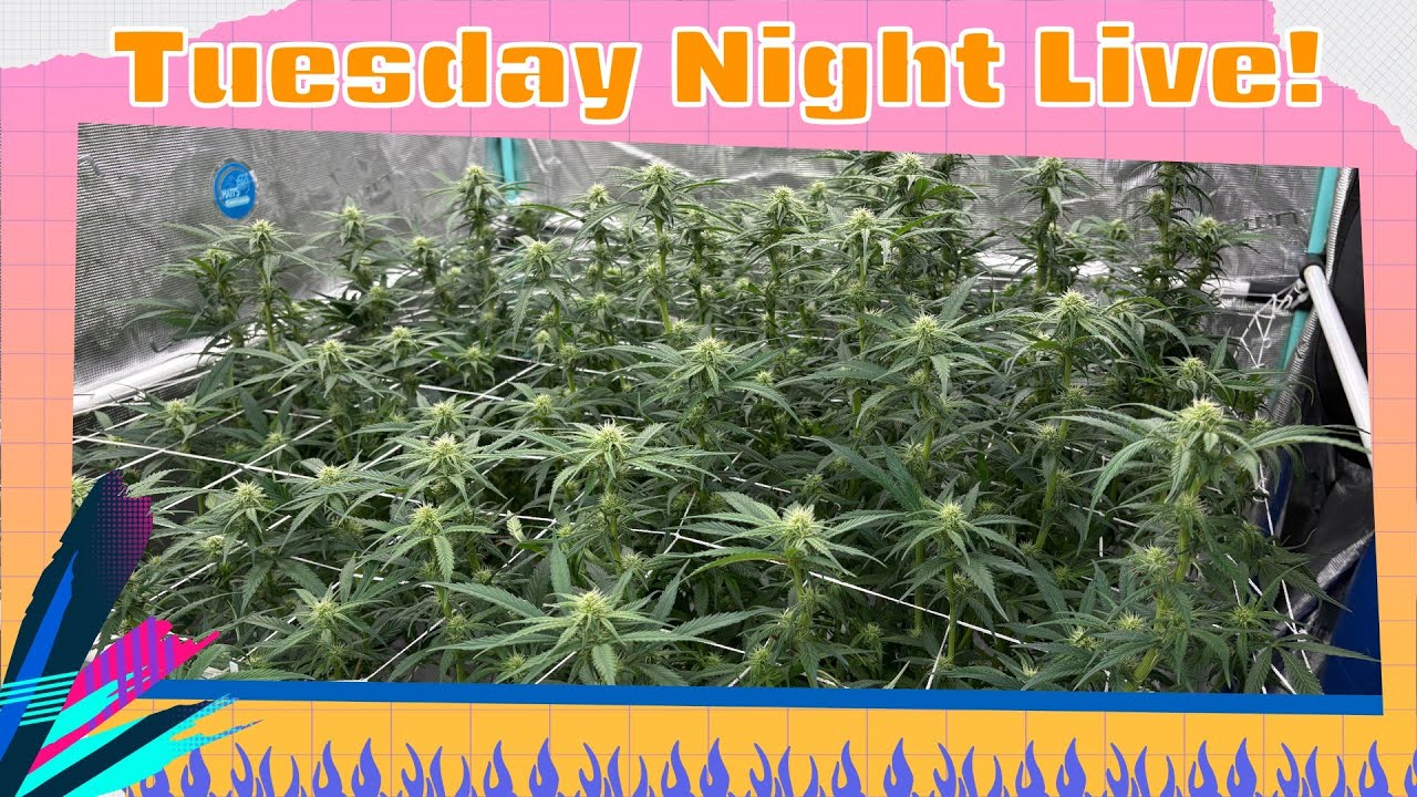 Tuesday Night Live! - YouTube