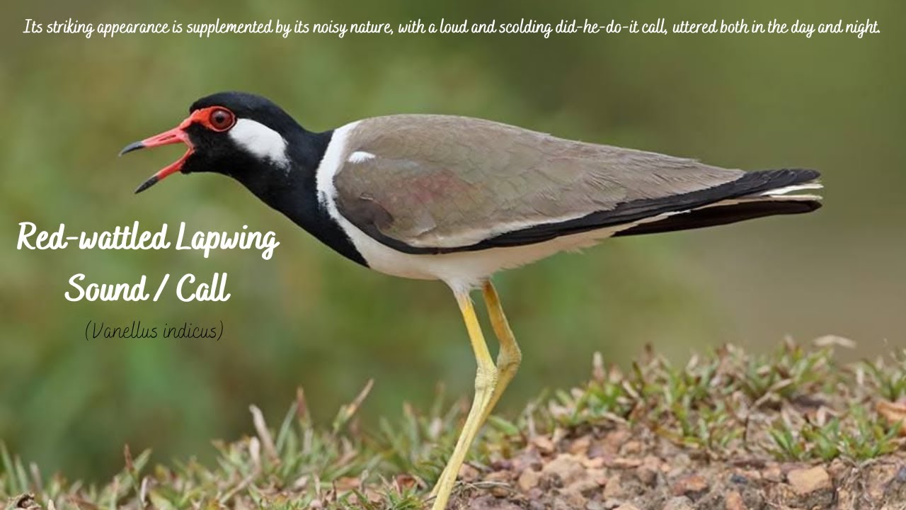 Red Wattled Lapwing Sound Call / Loud and scolding did-he-do-it call ...