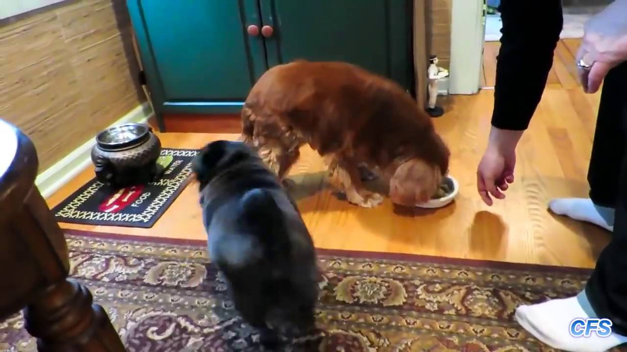 Dogs Getting Excited Over Food Compilation - YouTube