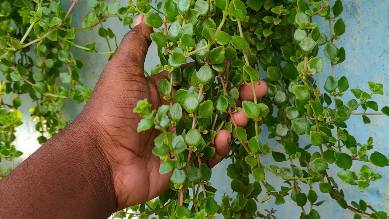 Tangled Heart plant || Rourkela gardening #tangledheart # ...